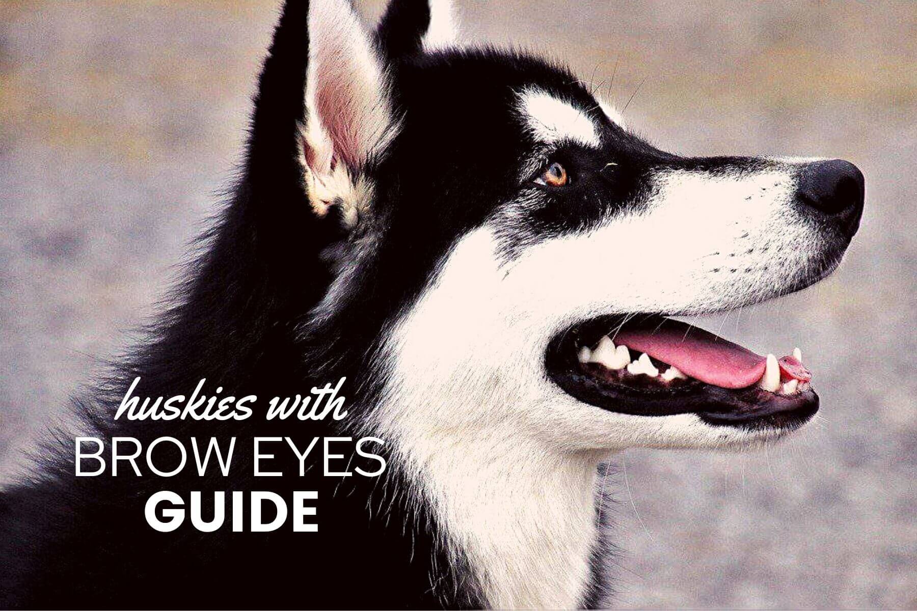 Huskies With Brown Eyes Guide: Health, Genetics & More - Canine Bible