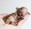 Runt of The Litter Complete Guide: Health, Risks, Care & FAQ - Canine Bible