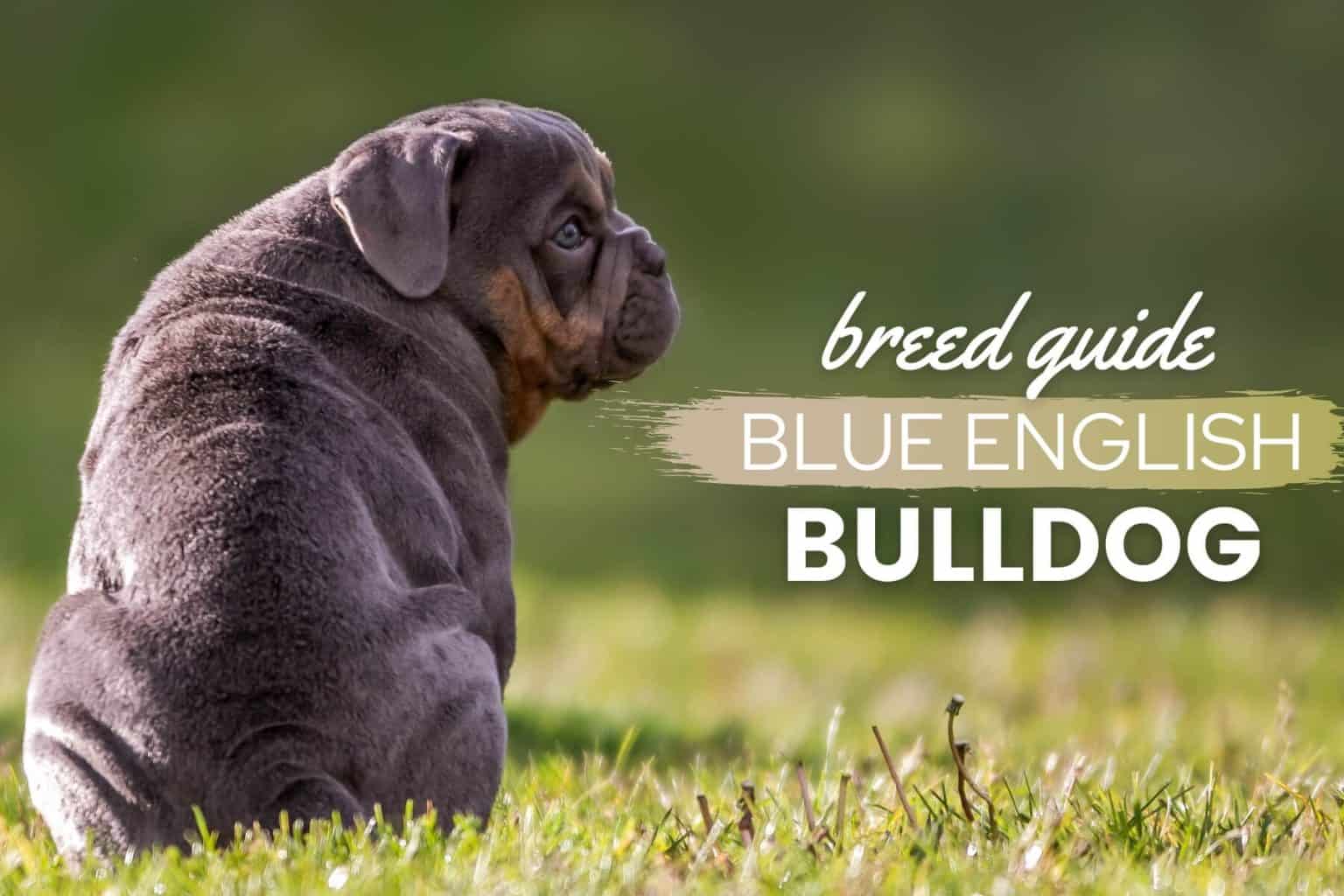 Blue English Bulldog: A Guide to Price, Health, Care & Puppies ...