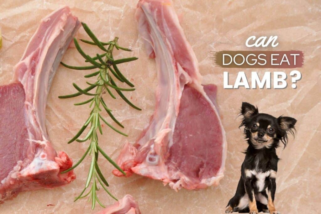 Cane Corso Homemade Dog Food Guide: Recipes & Nutrition Tips - Canine Bible