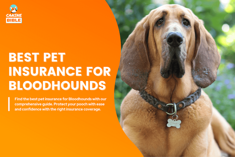 Best Pet Insurance For Bloodhounds 2024 Picks Canine Bible