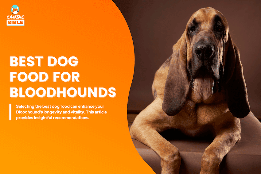 12 Best Dog Foods for Bloodhounds 2025: Vet-Approved - Canine Bible