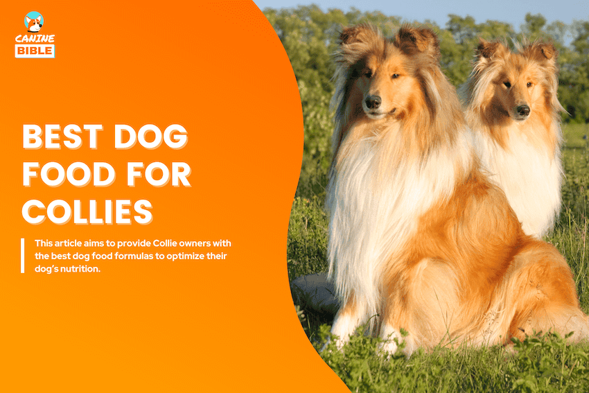 The 10 Best Dog Foods for Collies 2025: Vet-Approved - Canine Bible