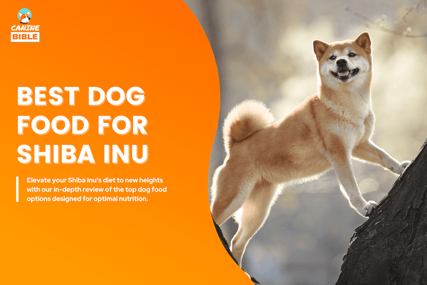 10 Best Dog Foods For Shiba Inus 2025: Vet-Approved - Canine Bible