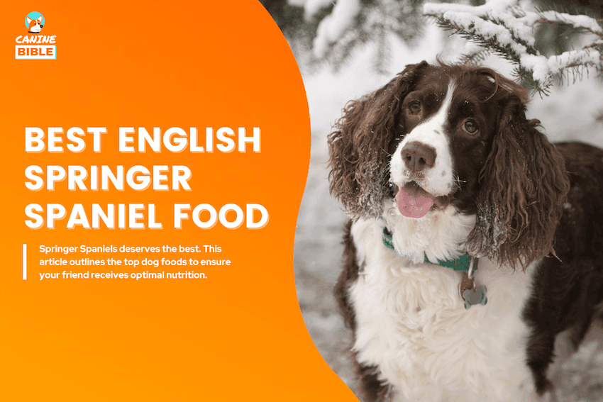12 Best Dog Foods for English Springer Spaniels 2025: Vet-Approved ...