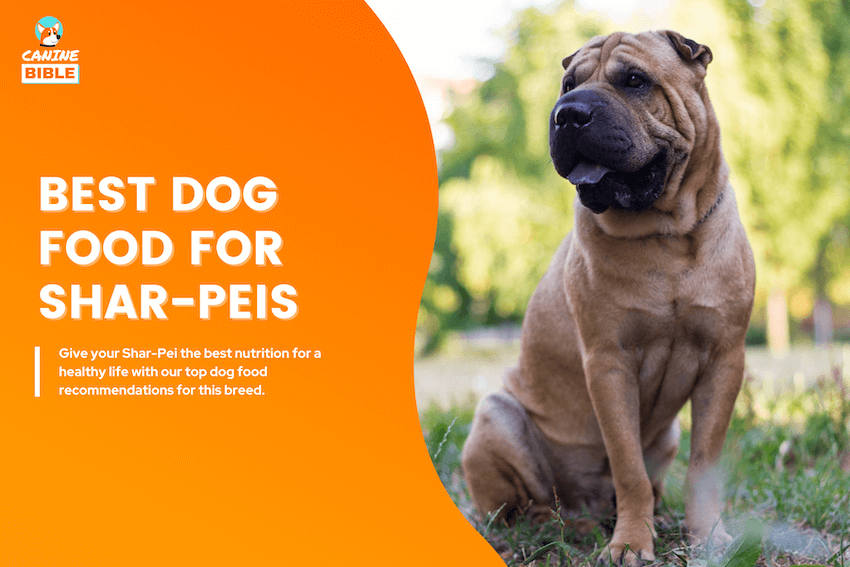 12 Best Dog Foods For Chinese Shar-Peis 2025: Vet-Approved - Canine Bible
