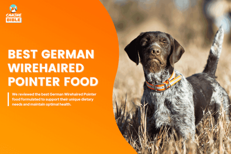 The 10 Best Dog Foods For German Wirehaired Pointers 2026 - Canine Bible