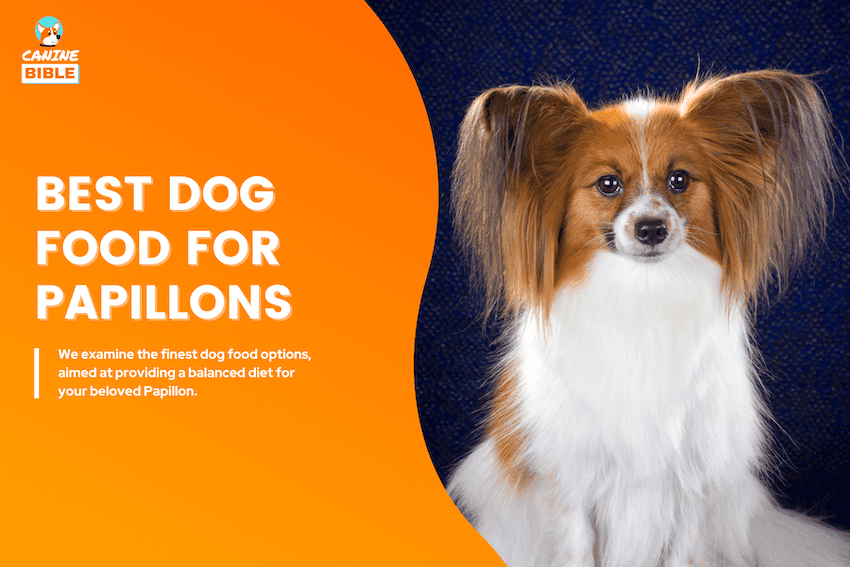 15 Best Dog Foods for Shih Tzus 2025: Vet-Approved - Canine Bible