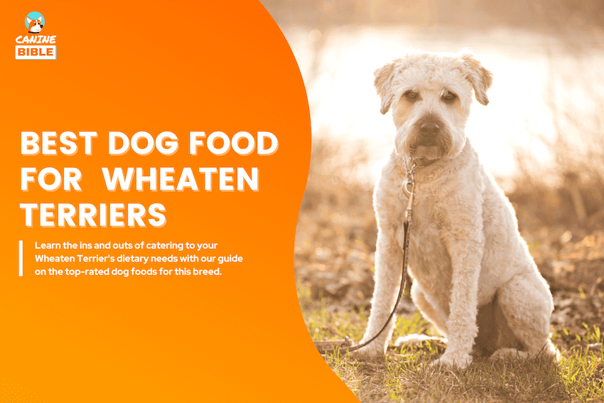 10 Best Dog Foods For Soft-Coated Wheaten Terriers: Vet-Approved ...