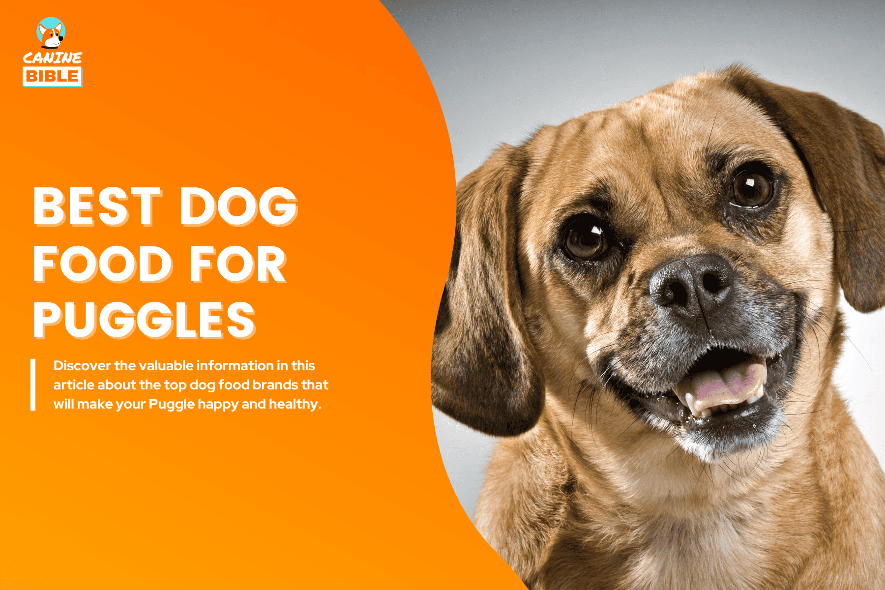 15 Best Dog Foods For Boston Terriers 2025: Vet-Approved - Canine Bible