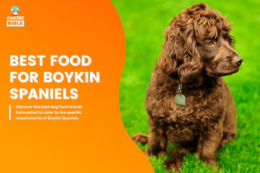 10 Best Dog Foods For Boxers in 2025: Vet-Approved - Canine Bible