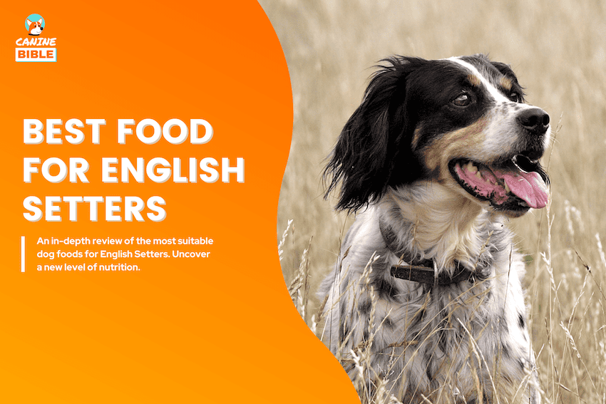 12 Best Dog Food For English Setters 2025: Vet-Approved - Canine Bible