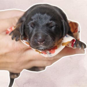 Runt of The Litter: Meaning, Pros & Cons, Personality, Development ...