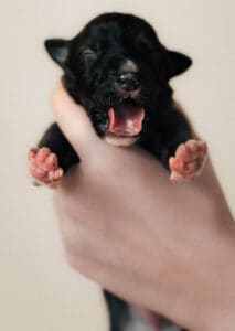 Runt of The Litter: Meaning, Pros & Cons, Personality, Development ...