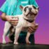 Best Pet Insurance For Bulldogs 2024: Worth The Cost? - Canine Bible