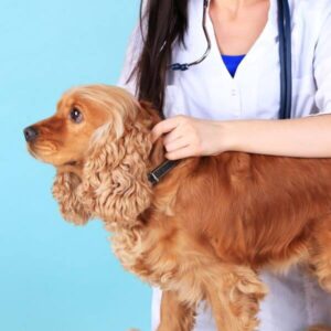Best Pet Insurance For Cocker Spaniels: Cost, Quotes & Plans - Canine Bible