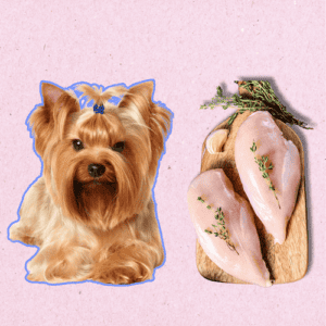 Yorkshire Terrier Raw Dog Food Diet Guide: Best Recipes, Benefits ...