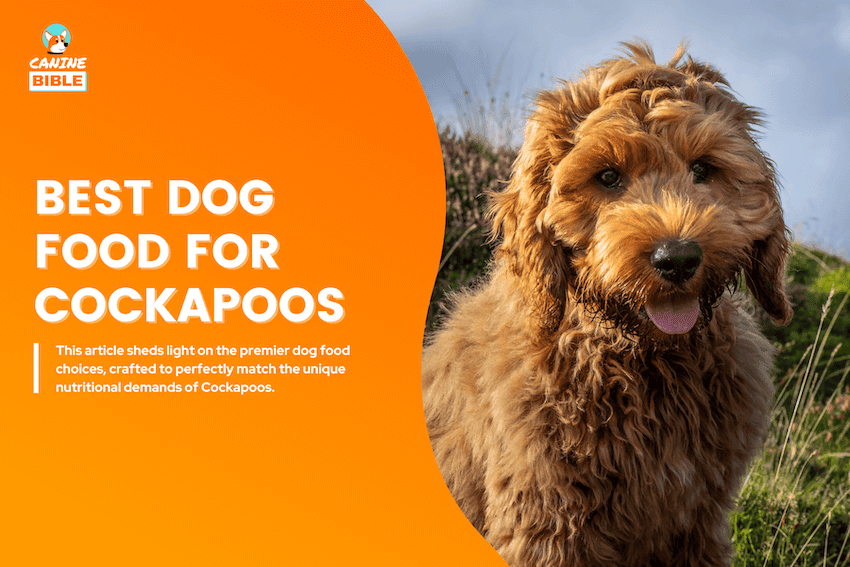 The 10 Best Dog Food For Cockapoos 2025: Vet-Approved - Canine Bible