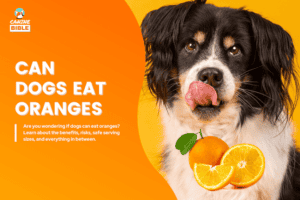 The Ultimate Guide to Dogs Eating Oranges: Toxic or Healthy? - Canine Bible