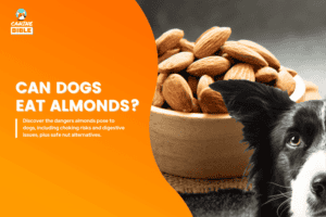 The Complete Guide to Dogs Eating Almonds: Deadly or Safe? - Canine Bible