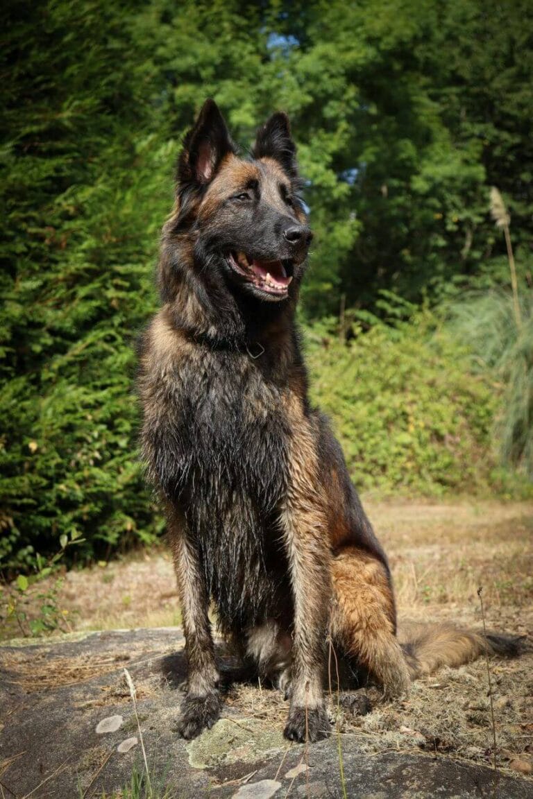 Belgian Malinois Dog Breed Information: Traits, Facts, Care & More ...