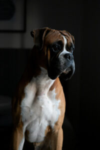 Boxer Dog Breed Information: Traits, Facts, Care & More - Canine Bible