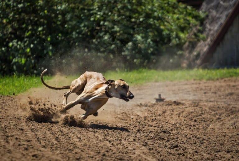 Greyhound Dog Breed Information: Traits, Facts, Care & More - Canine Bible