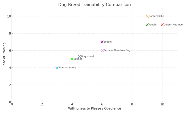 Greyhound Dog Breed Information: Traits, Facts, Care & More - Canine Bible