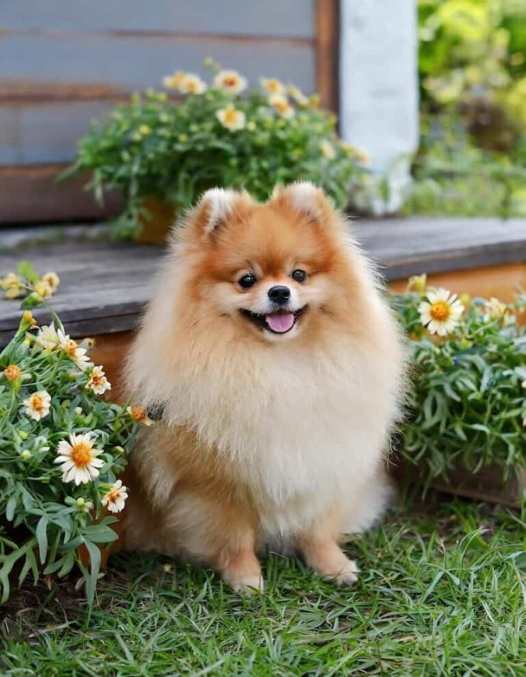 Pomeranian Dog Breed Information: Traits, Facts, Care & More - Canine Bible