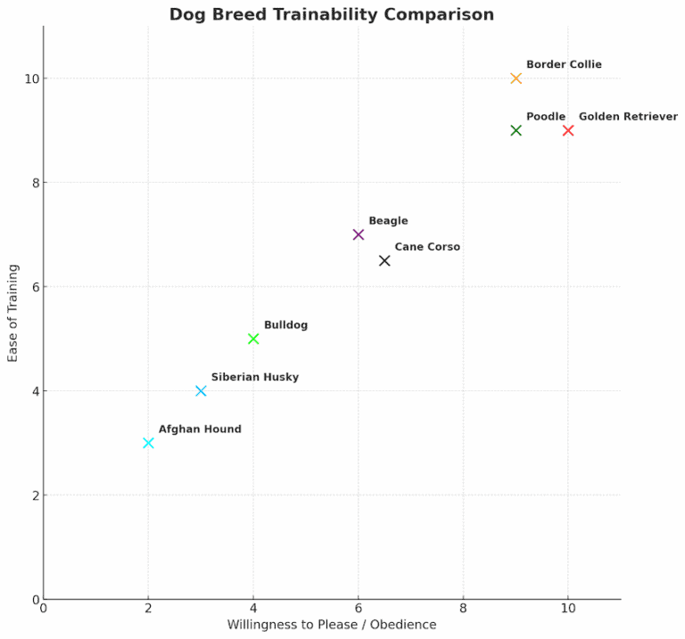 Cane Corso Dog Breed Information: Traits, Facts, Care & More - Canine Bible
