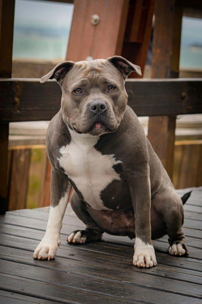 American Bully Dog Breed Information: Traits, Facts, Care & More ...