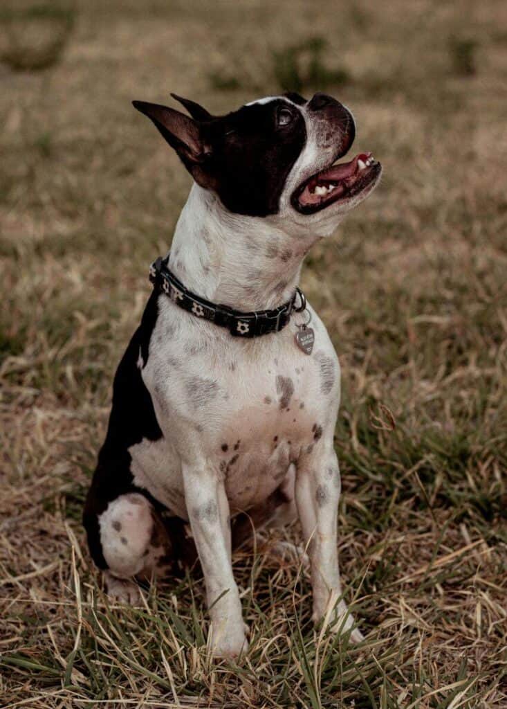 Boston Terrier Dog Breed Information: Traits, Facts, Care & More ...