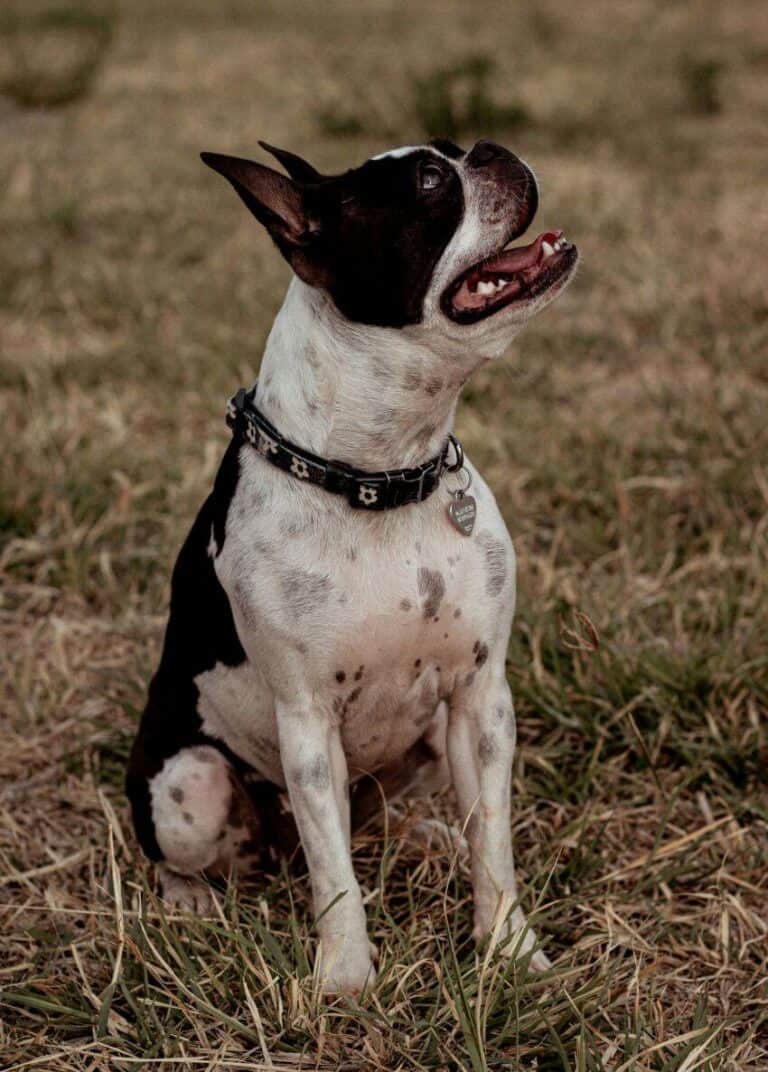 Boston Terrier Dog Breed Information: Traits, Facts, Care & More ...