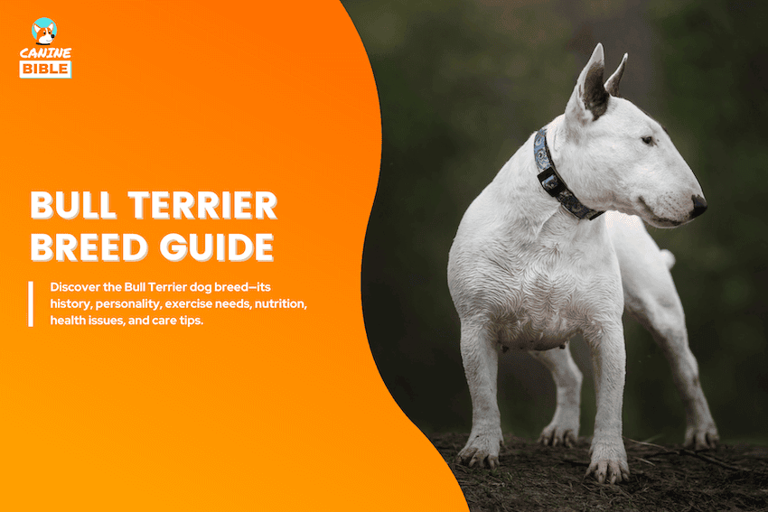 Bull Terrier Dog Breed Information: Traits, Facts, Care & More - Canine ...