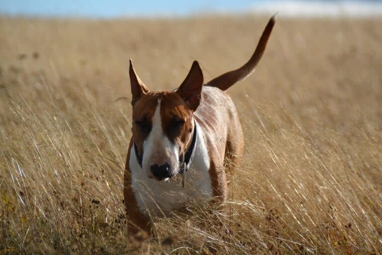 Bull Terrier Dog Breed Information: Traits, Facts, Care & More - Canine ...