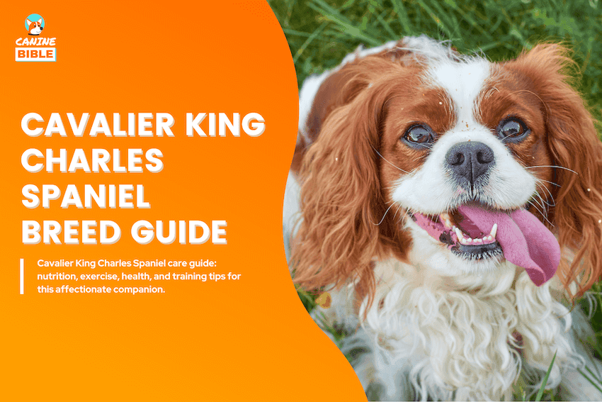 Cavalier King Charles Spaniel Dog Breed Information: Traits, Facts ...