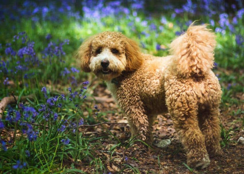 Cavapoo Dog Breed Information: Traits, Facts, Care & More - Canine Bible