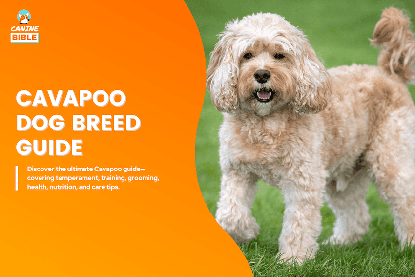 Cavapoo Dog Breed Information: Traits, Facts, Care & More - Canine Bible