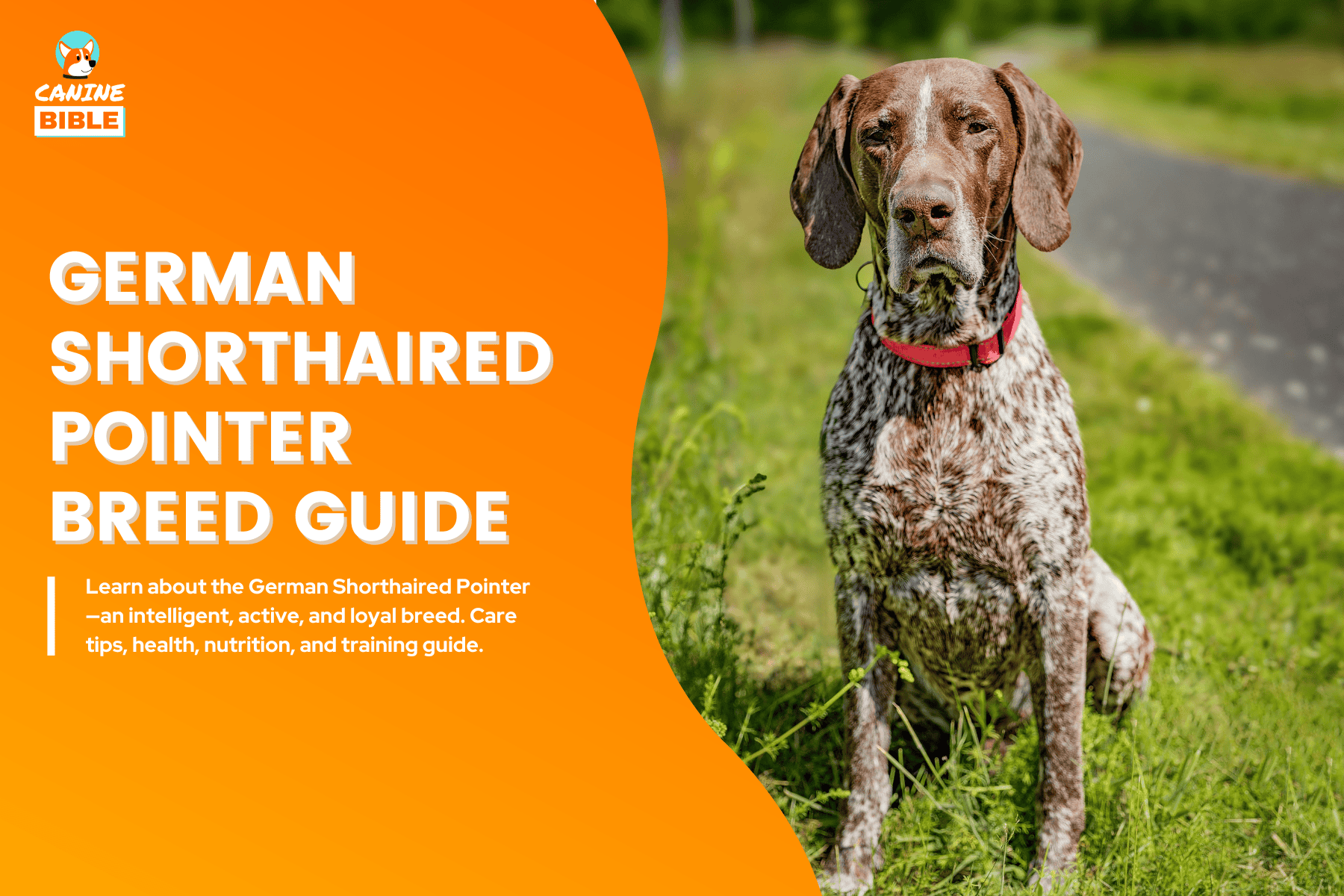 German Shorthaired Pointer Dog Breed Information: Complete Guide - Canine Bible