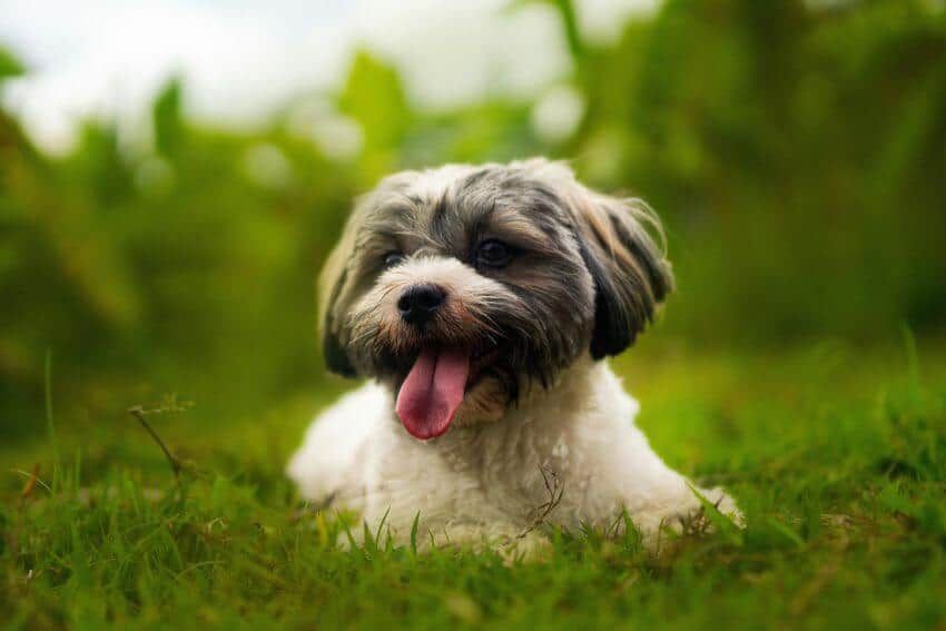 Havanese Dog Breed Information: Traits, Facts, Care & More - Canine Bible