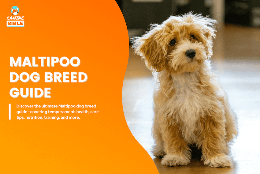 Maltipoo Dog Breed Information: Traits, Facts, Care & More - Canine Bible
