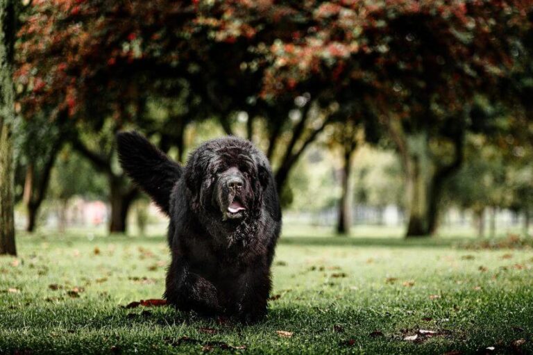 Newfoundland Dog Breed Information: Traits, Facts, Care & More - Canine ...