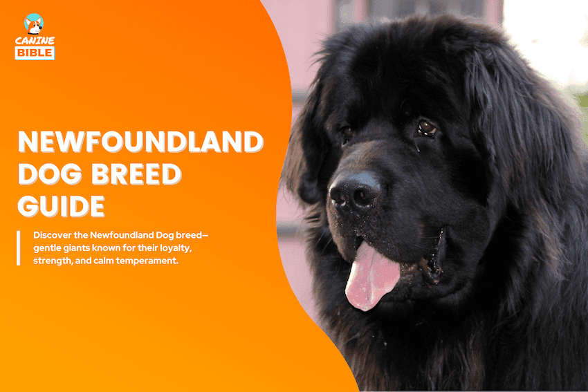 Newfoundland Dog Breed Information: Traits, Facts, Care & More - Canine ...