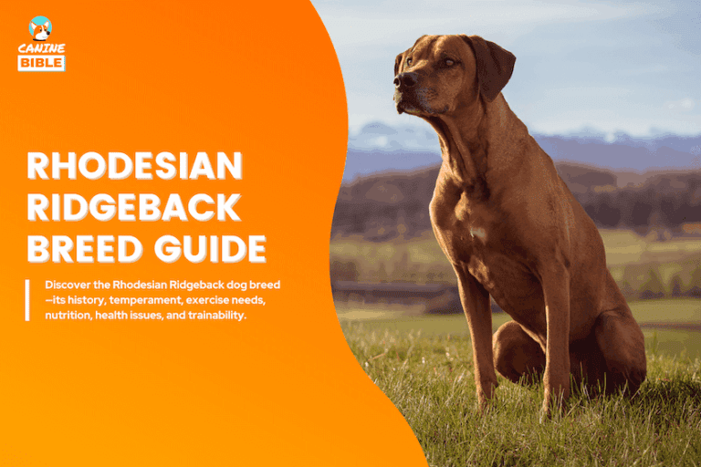 Rhodesian Ridgeback Dog Breed Information: Traits, Facts, Care & More ...