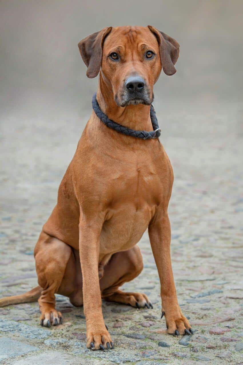 Rhodesian Ridgeback Dog Breed Information: Traits, Facts, Care & More ...