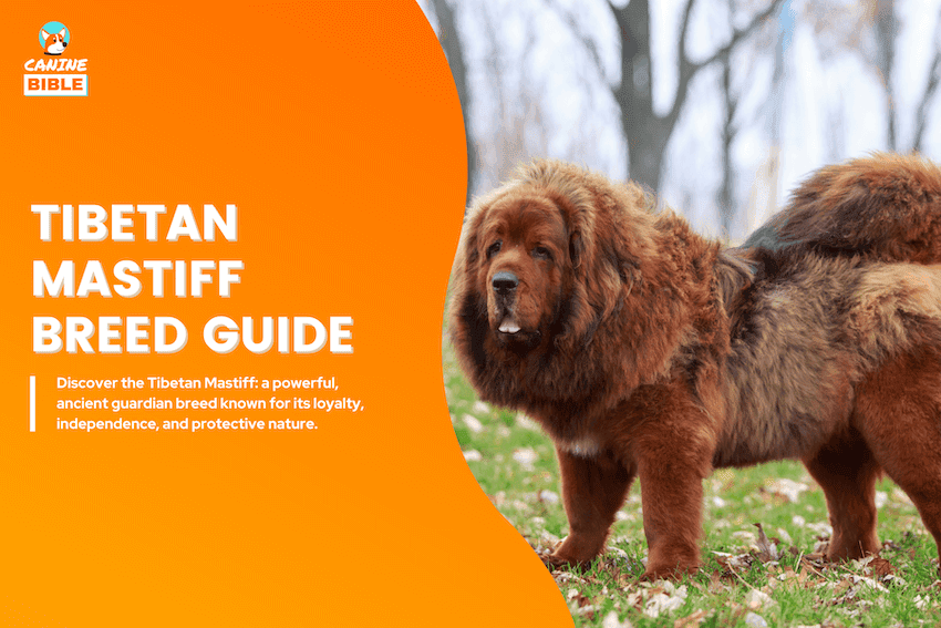 Tibetan Mastiff Dog Breed Information: Traits, Facts, Care & More ...