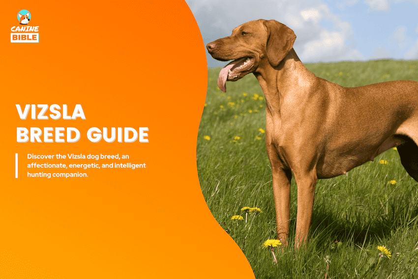 Vizsla Dog Breed Information: Traits, Health, Facts, Care & More ...