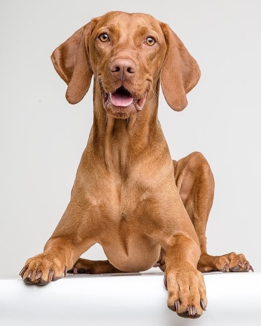 Vizsla Dog Breed Information: Traits, Health, Facts, Care & More ...