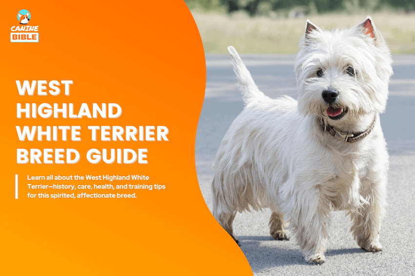 West Highland White Terrier Dog Breed Information: Traits, Facts, Care ...