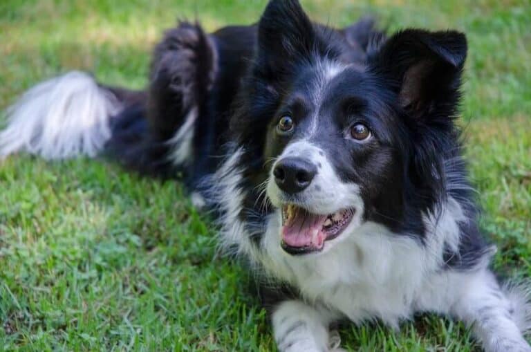 Border Collie Dog Breed Information: Traits, Facts, Care & More ...